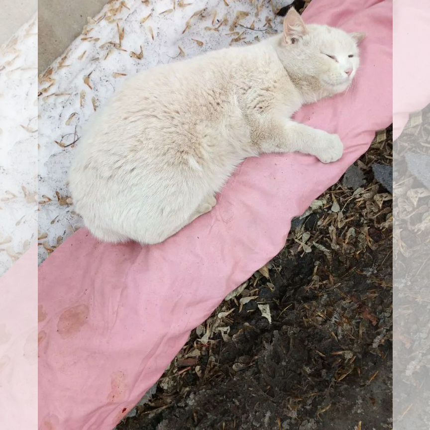 Взрослая, кошка в добрые руки