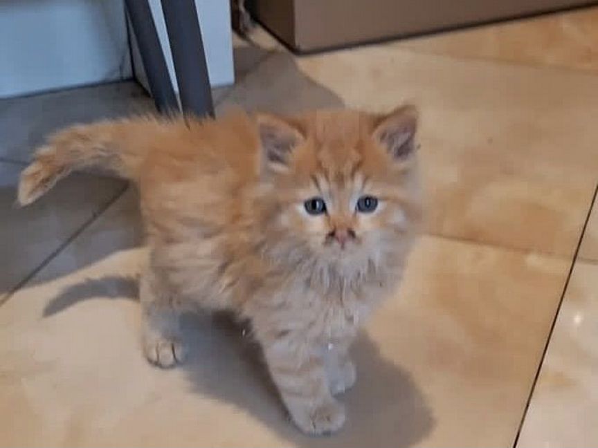 Котенок