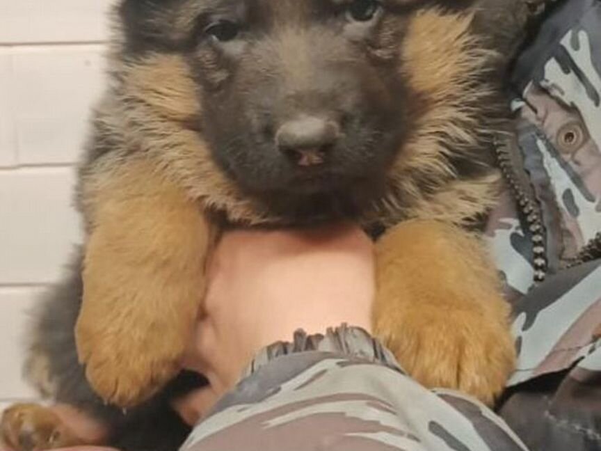 Щенки немецкой овчарки