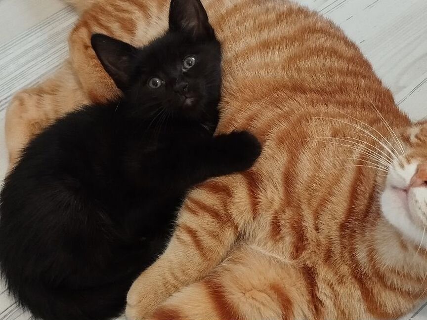 Котята в добрые руки