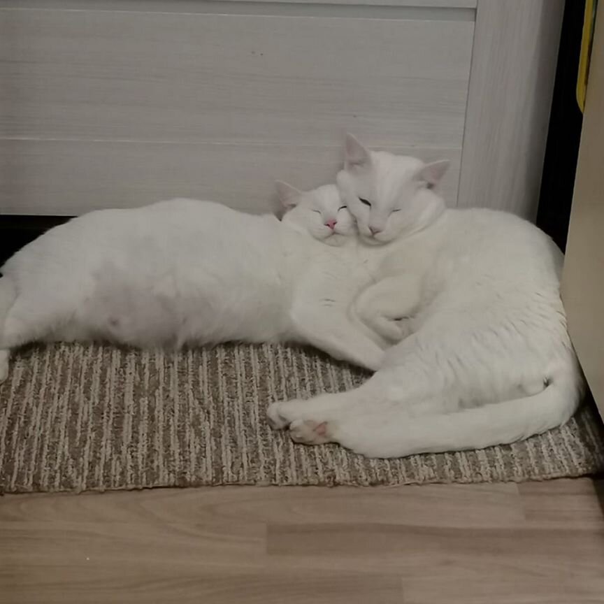 Бронь милых котят 290125г.р