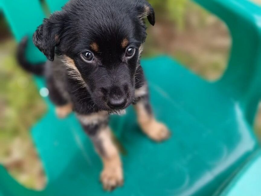 Щенки - собаки в добрые руки бесплатно