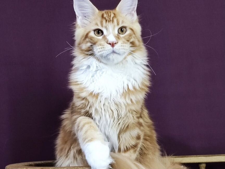 Великолепный Шерифф