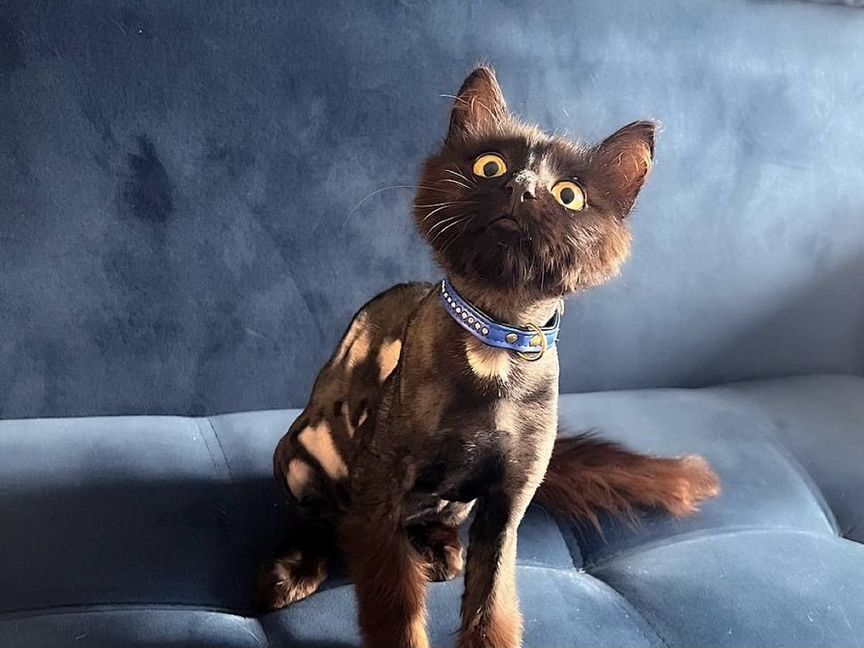 Котик в хорошие ручки