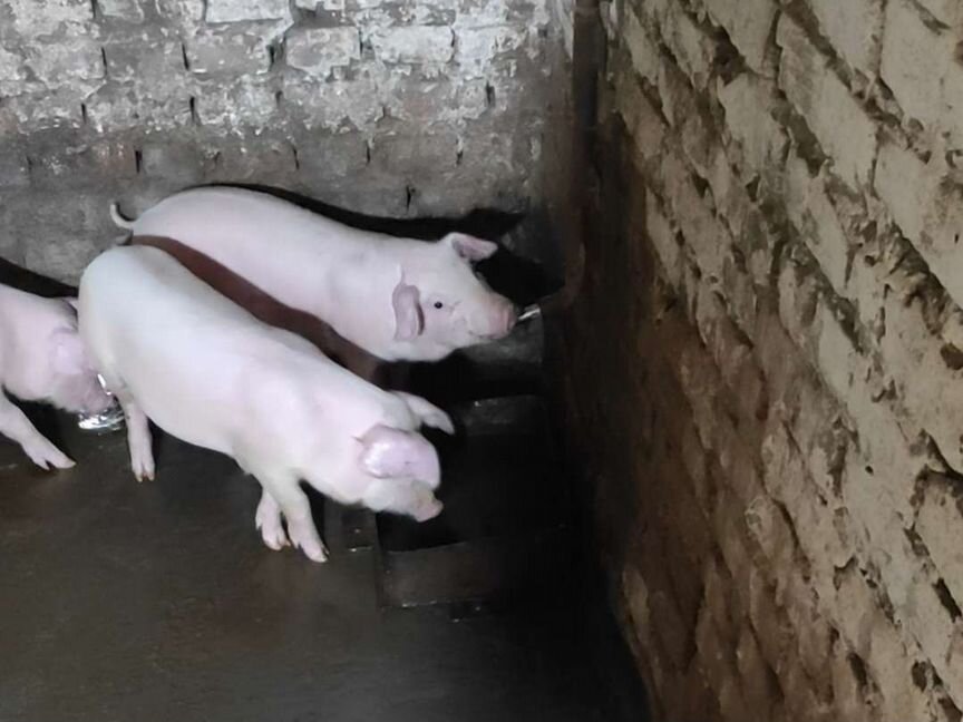 Автоматические поилки для свиней, поросят, коз