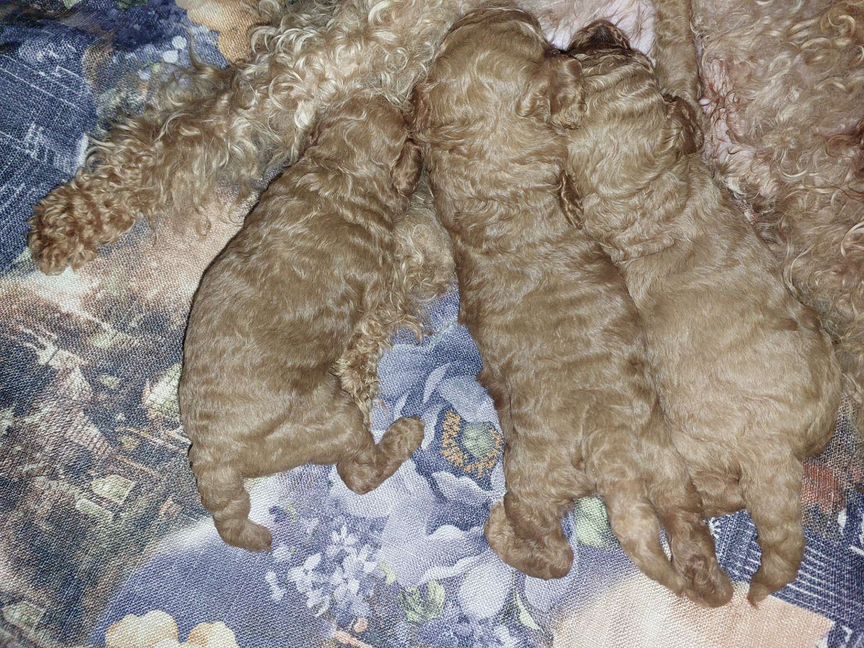 Той пуделяшки ред браун