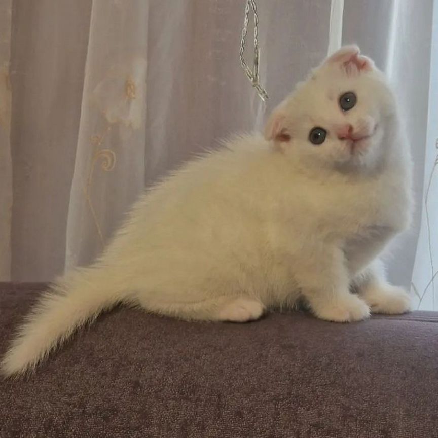 Шотландский вислоухий короткошёрстный котёнок