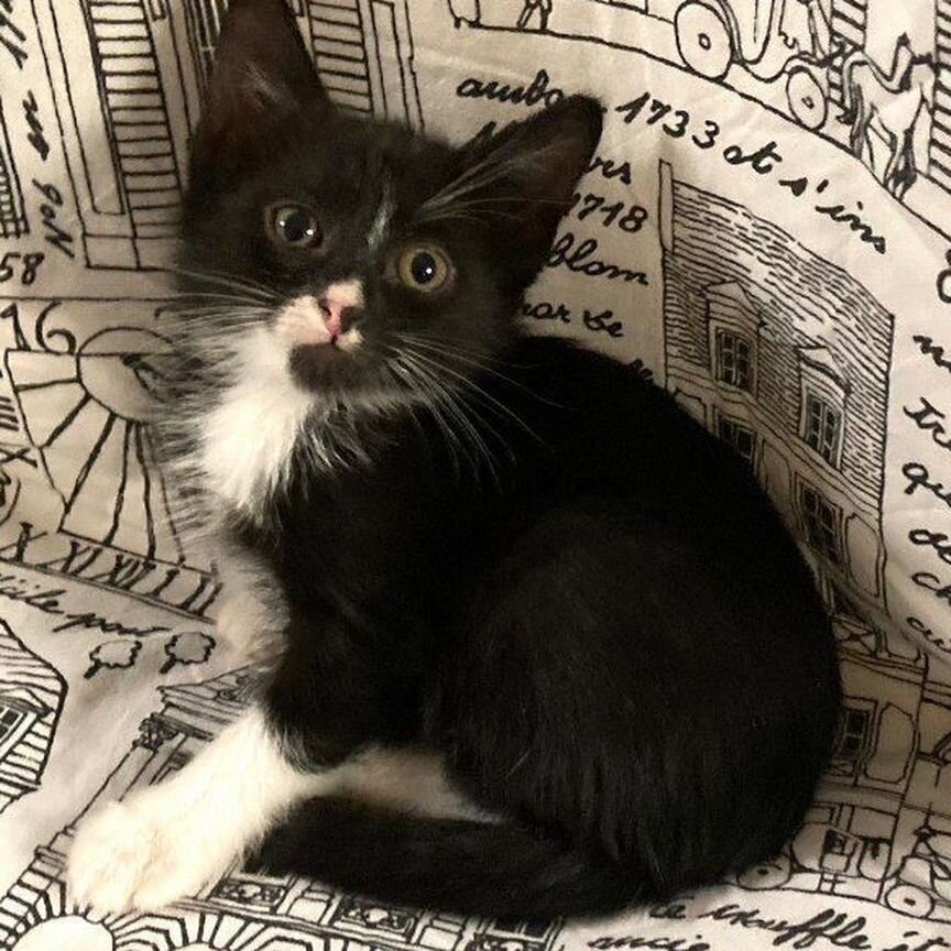 Котёнок в добрые руки