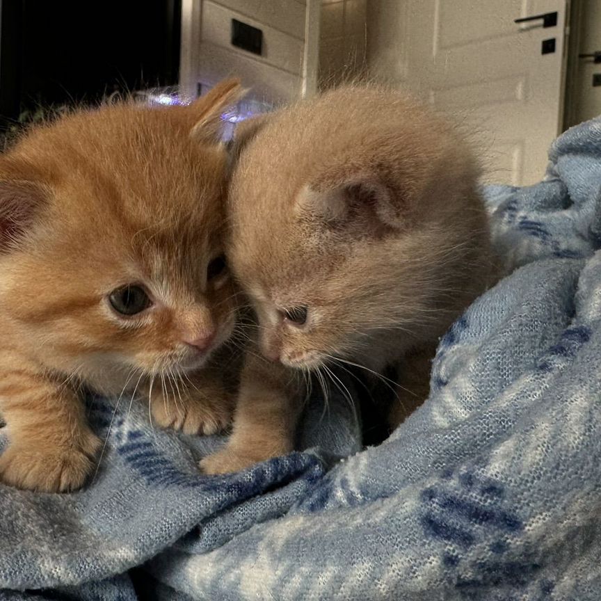 Котята девочки рыжий и песочный цвет