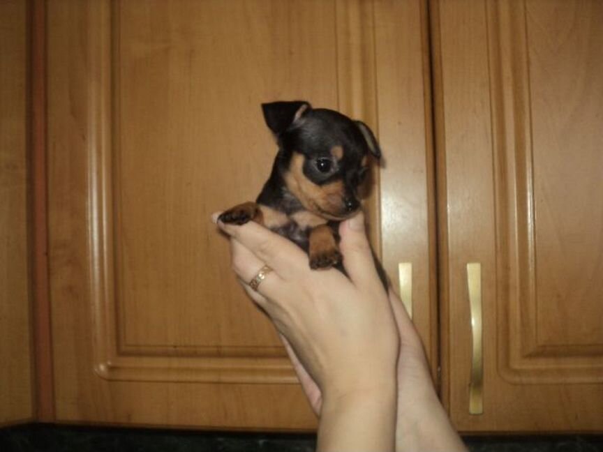 Щенки мини тойчика крошки В ладошке разного пола