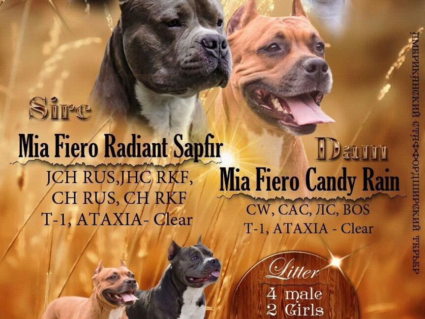 Щенки Амстафа Питомник MIA fiero