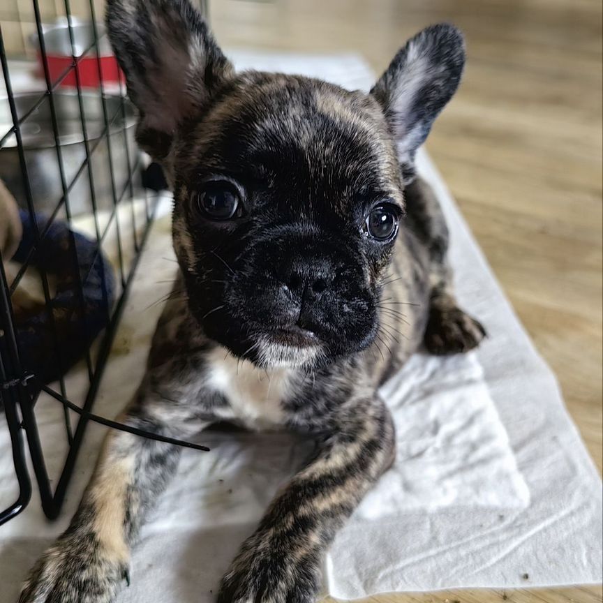 Французский бульдог щенки