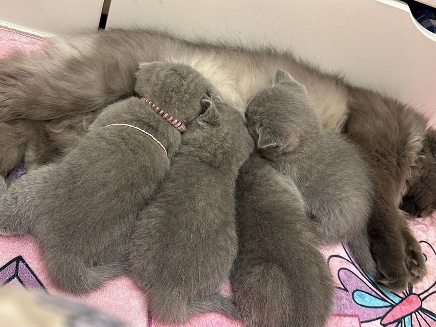 Шотладские котята