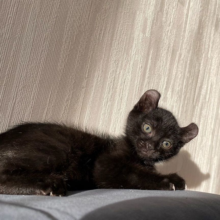 Американский керл котята