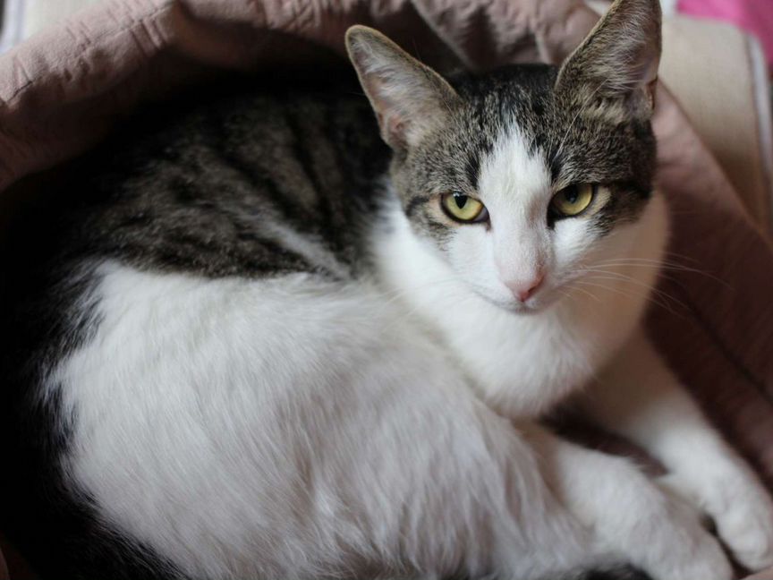 Котенок Пухляш