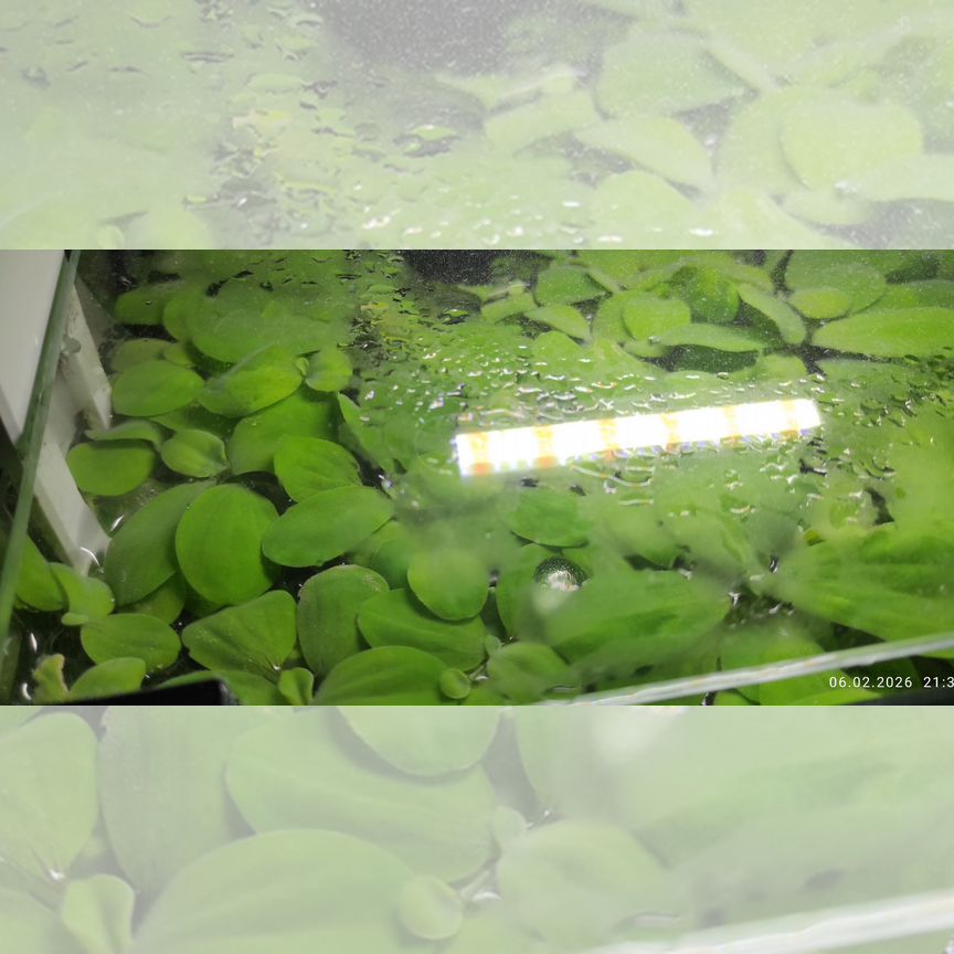 Пистия для аквариума