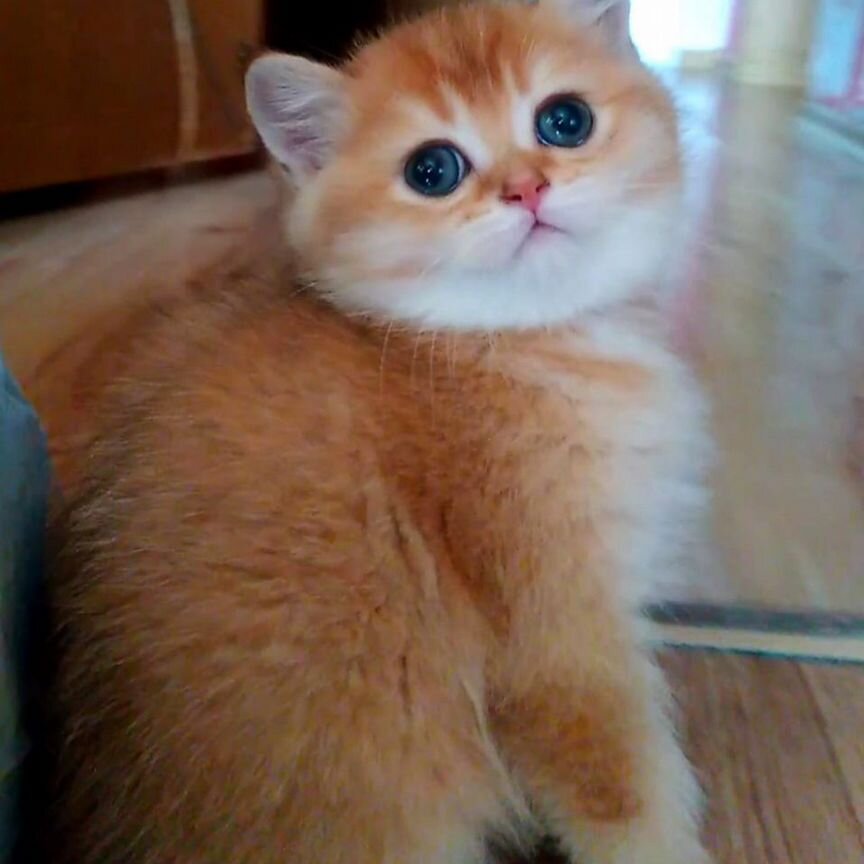 Шотландские котята
