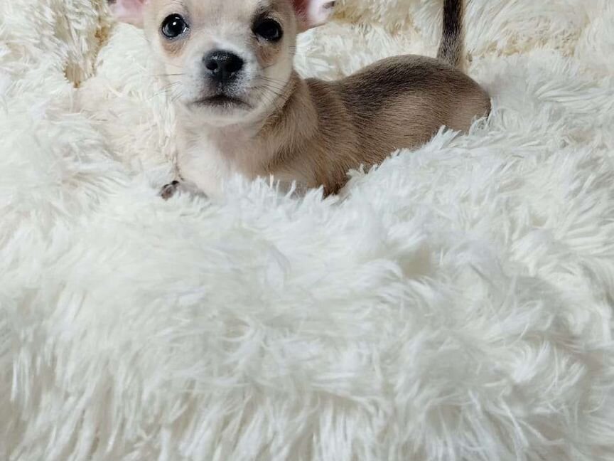 Щенки чихуахуа мальчики