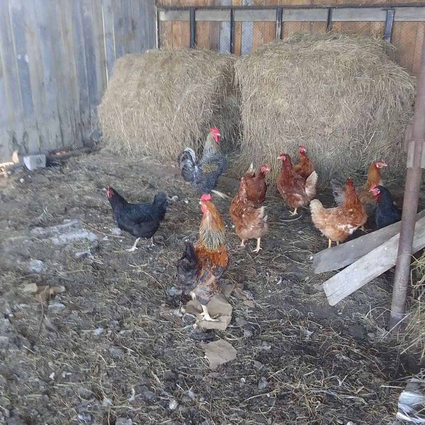 Молодые петухи