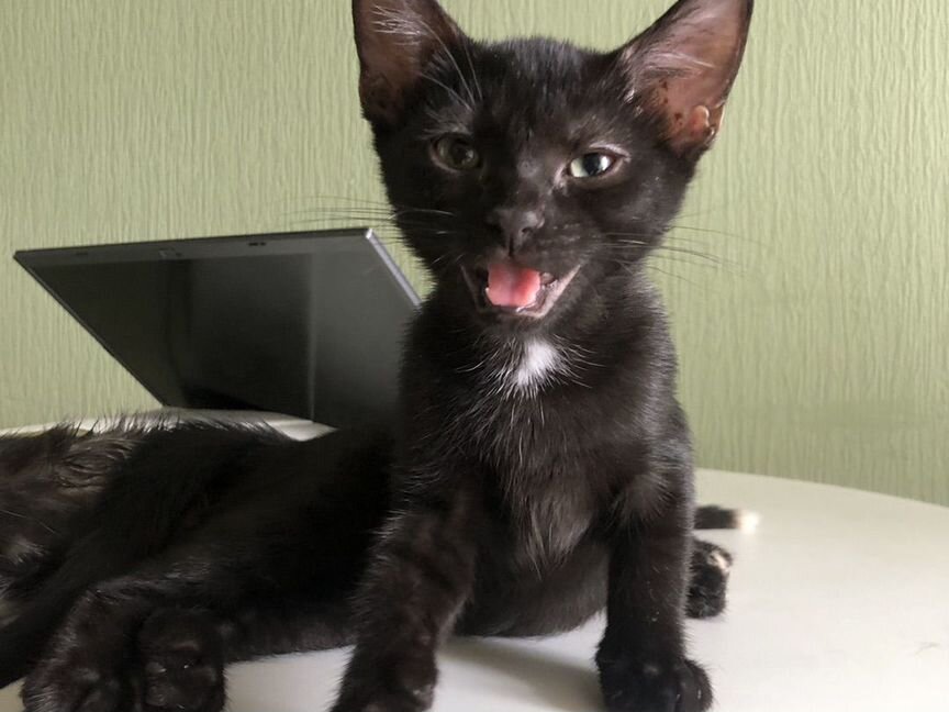 Котята ищут дом