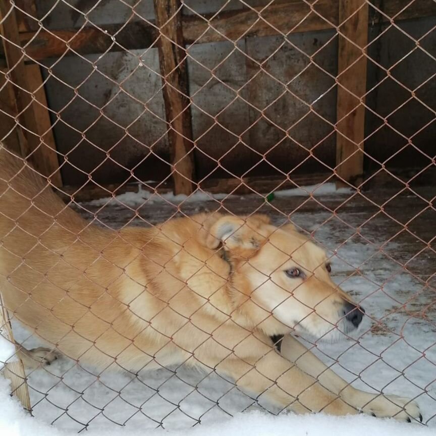 Собака в добрые руки