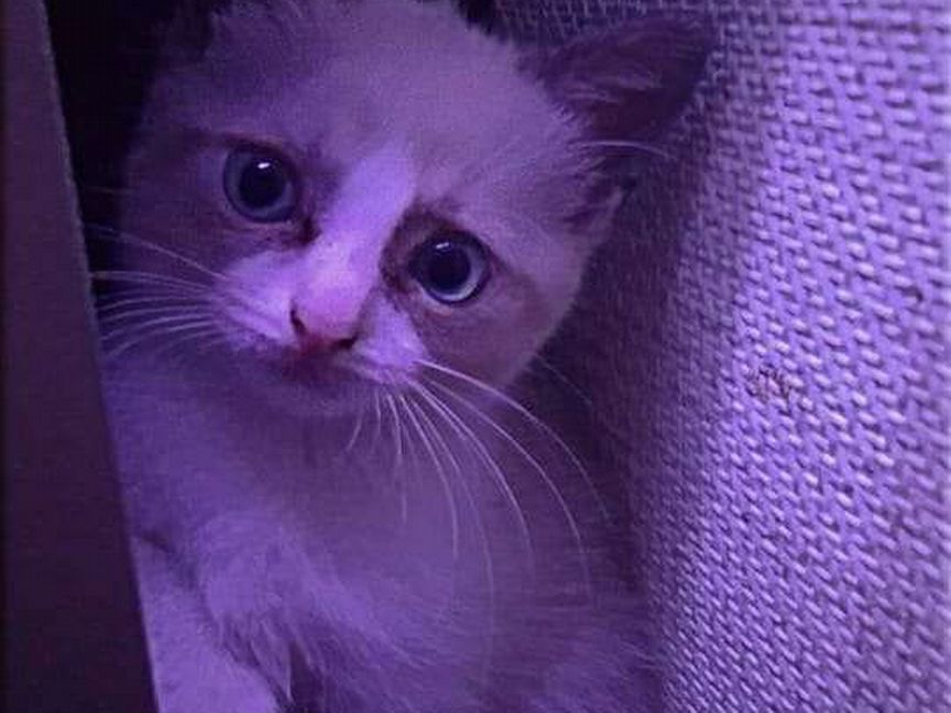 4 котёнка,1девочка белая,3мальчика черных