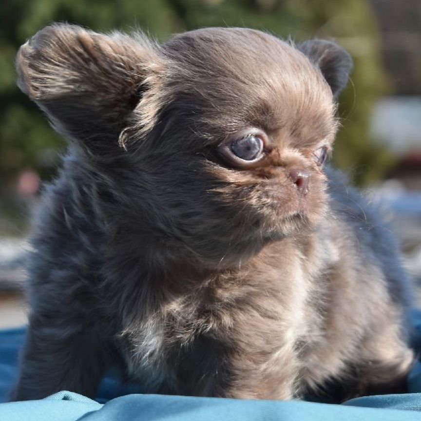 Чихуахуа, щенок