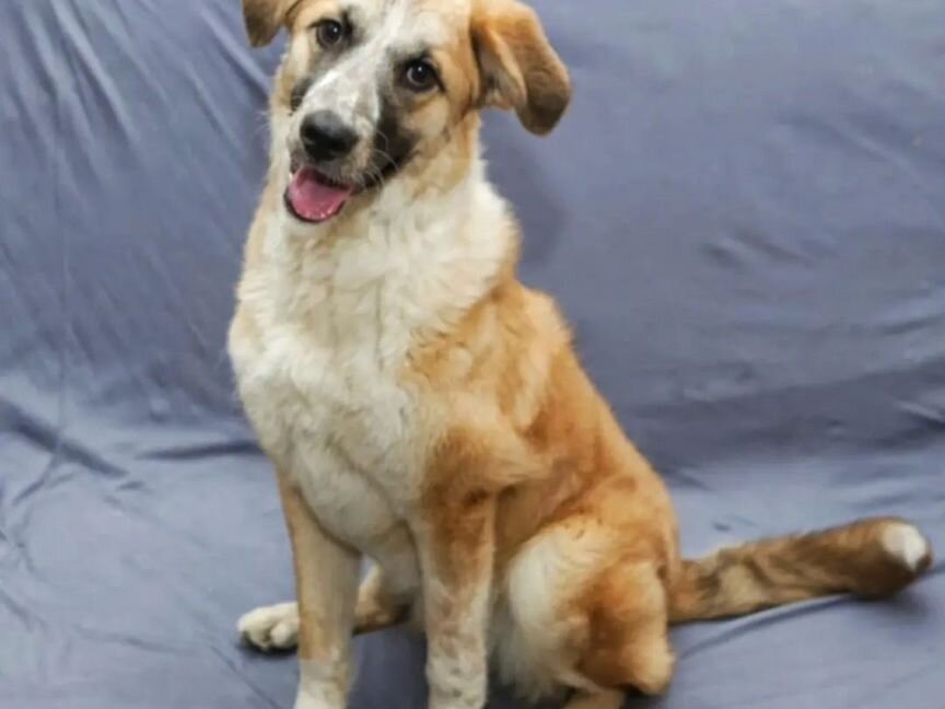 Собака в добрые ручки