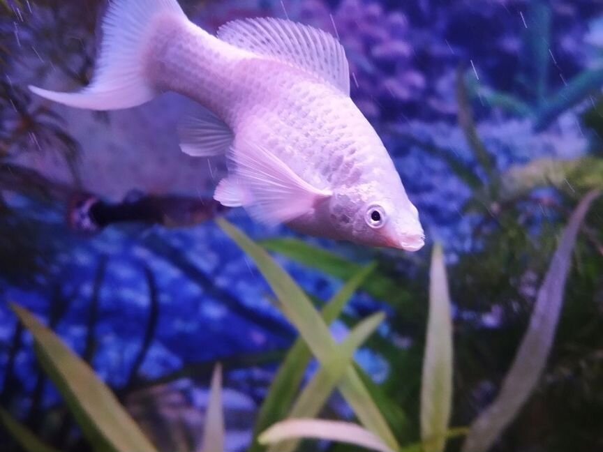 Моллинезия снежинка