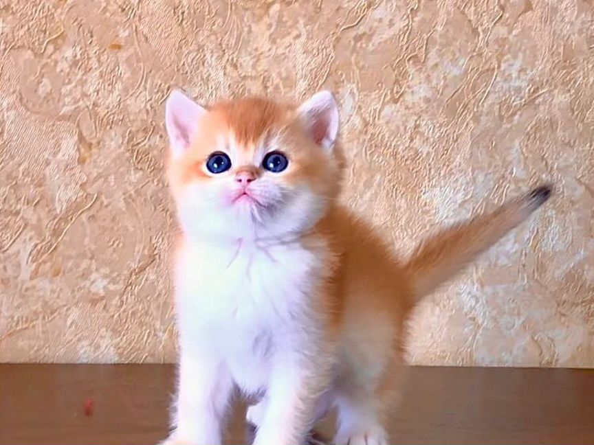 Британская девочка. Котёнок ny12