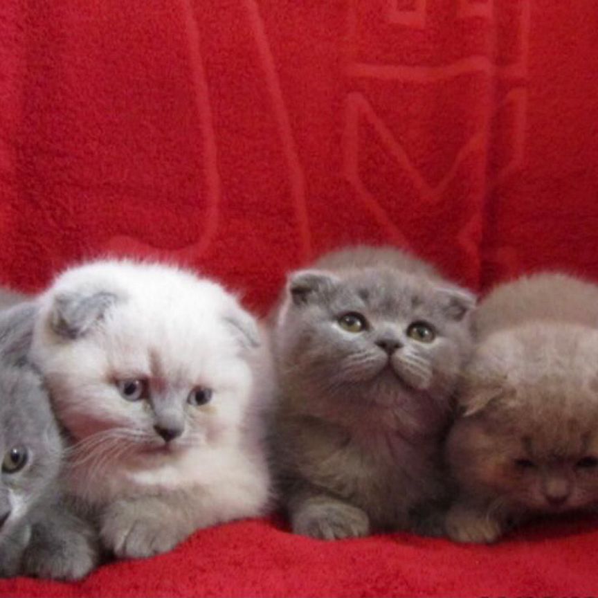 Котята блю Пойнт и серые