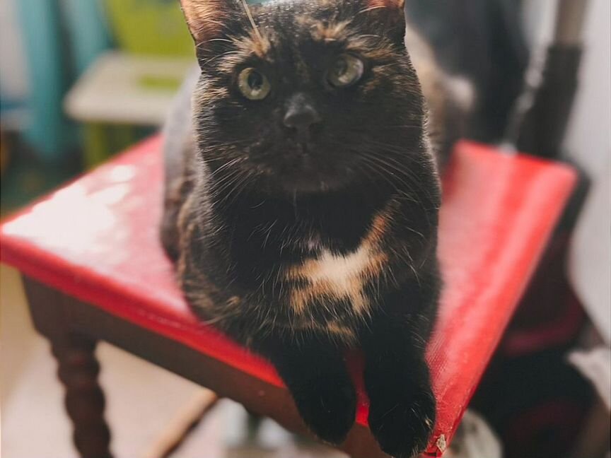 Необычная кошечка ищет дом