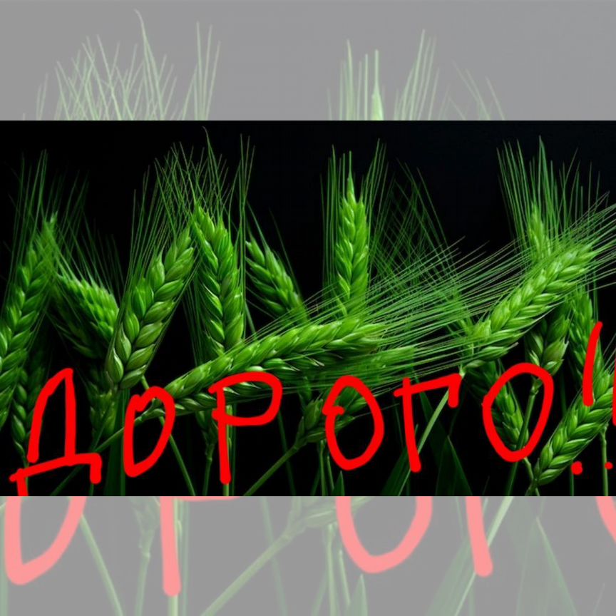 Закуп - зерно, масличка, Пшеница 3 класс