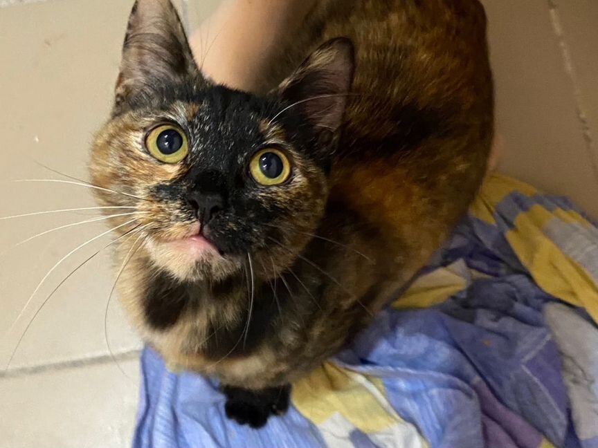 Кошка бомжиха