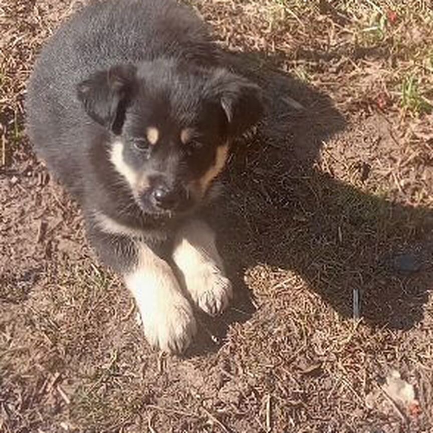 Щенок в добрые руки