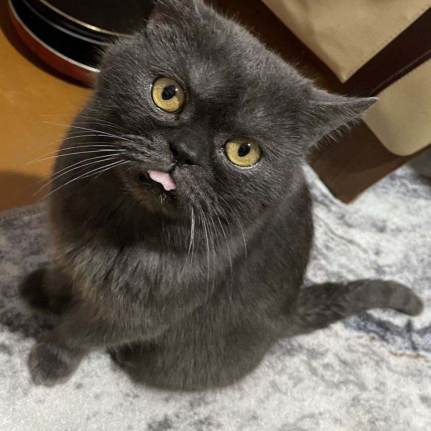 Шотландский кот