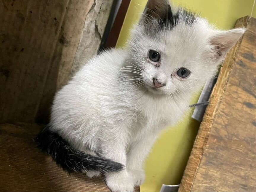 Котята в добрые руки