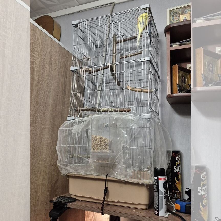 Волнистые попугаи в добрые руки