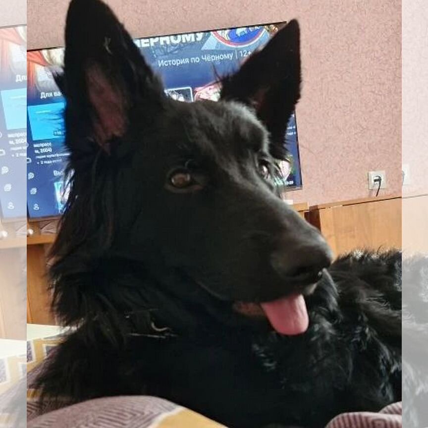 Немецкая овчарка, щенок