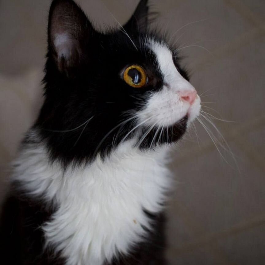 Кошка с космическими глазами