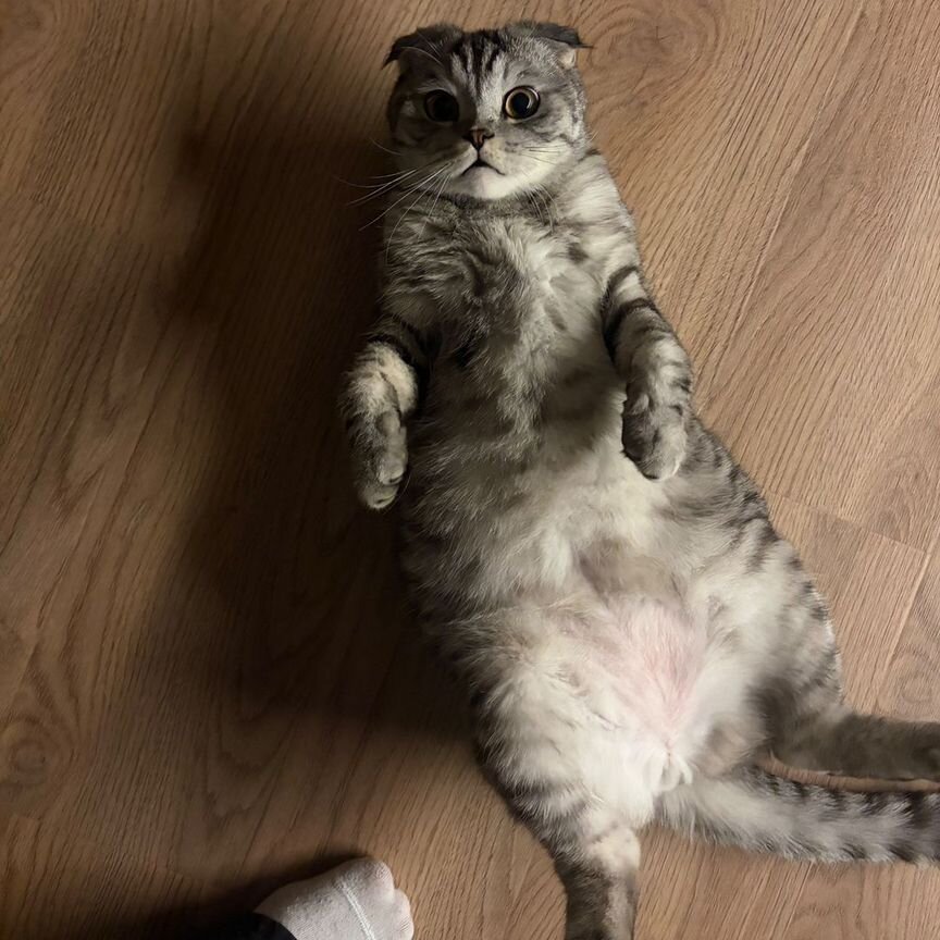 Шотландский вислоухий длинношёрстный, взрослый кот