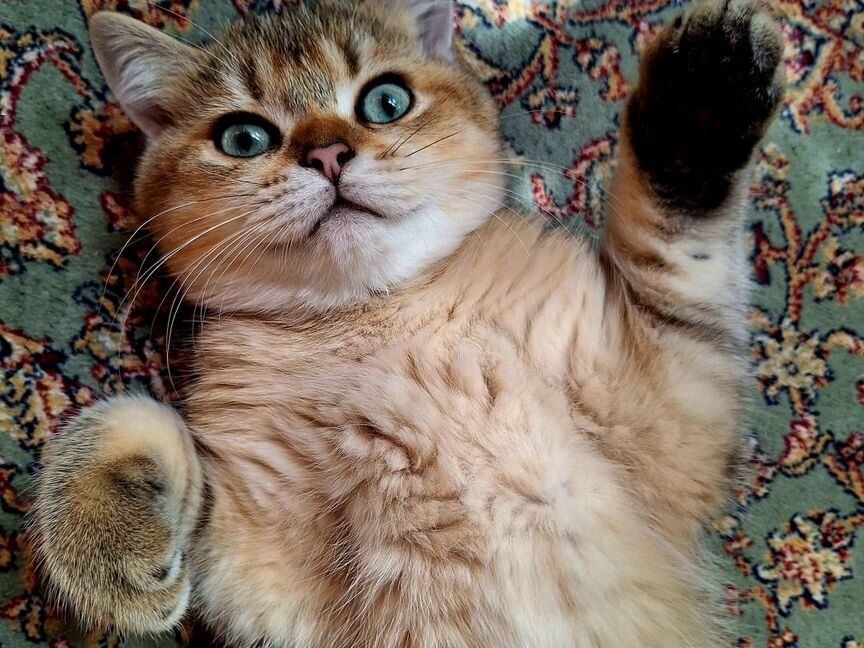 Котик британец Золотая шиншилла