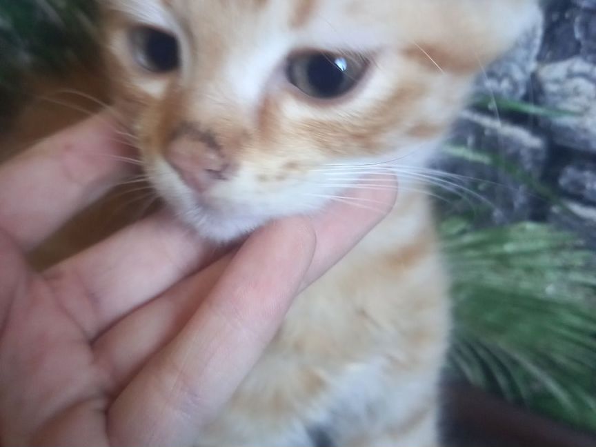 Рыжий котик 2,5 м