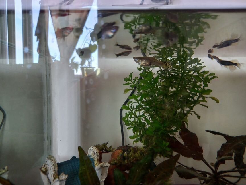 Аквариумные рыбки отдам бесплатно