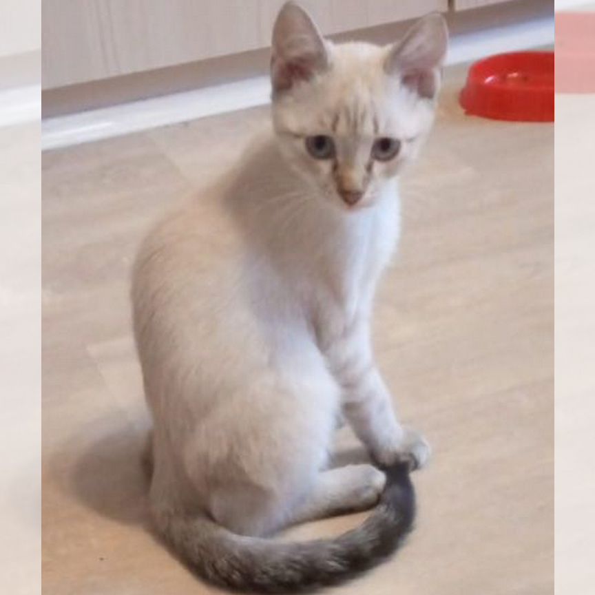 Котята в добрые руки даром