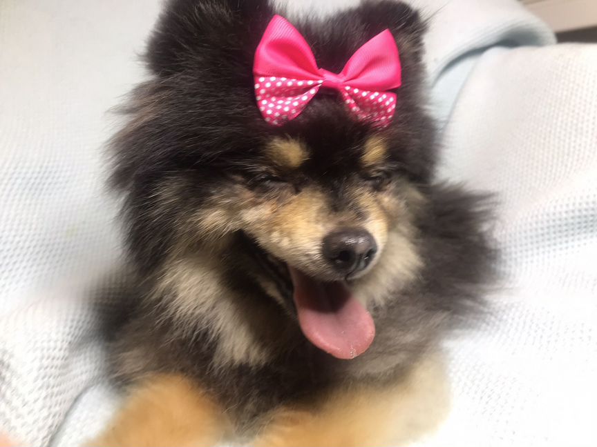 Маленкая шпиц до старости щенок