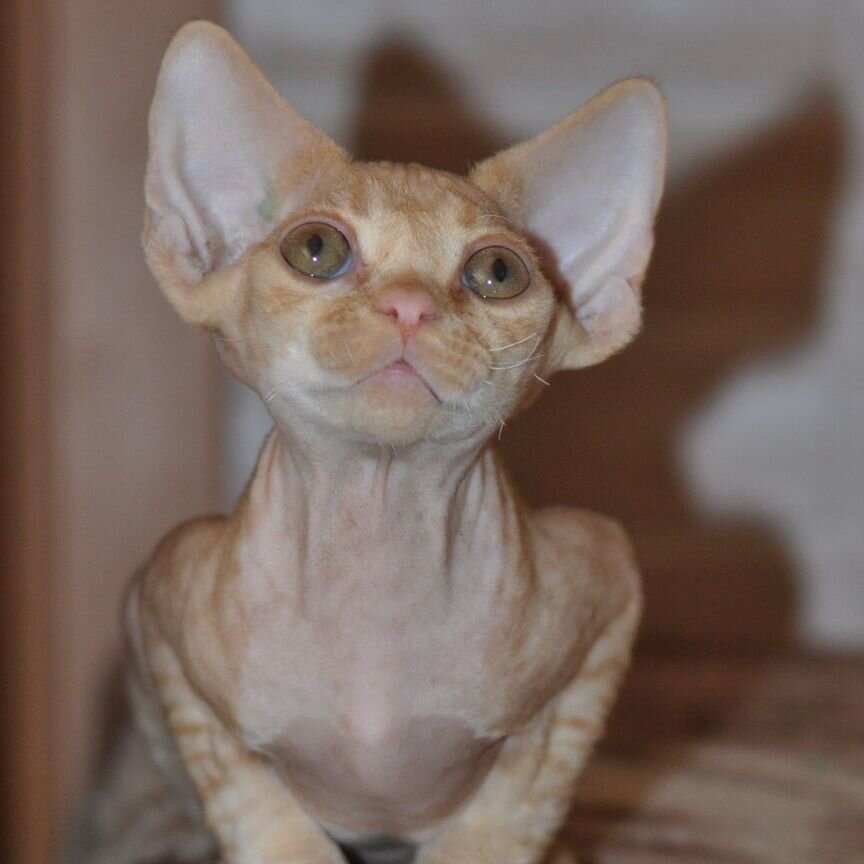 Devonrex74