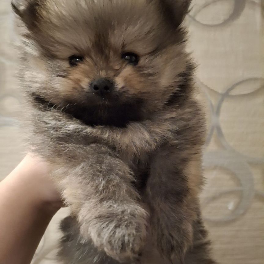 Малый немецкий шпиц