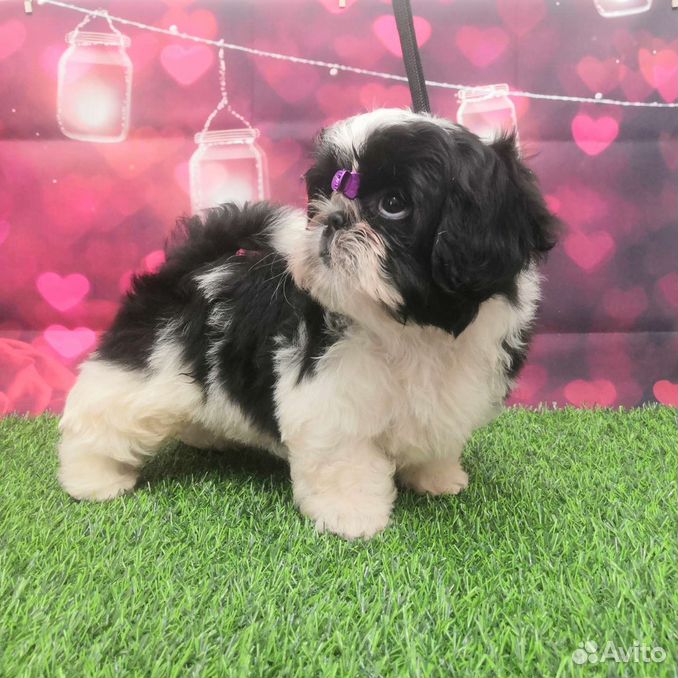 Щенки ши-тцу мини