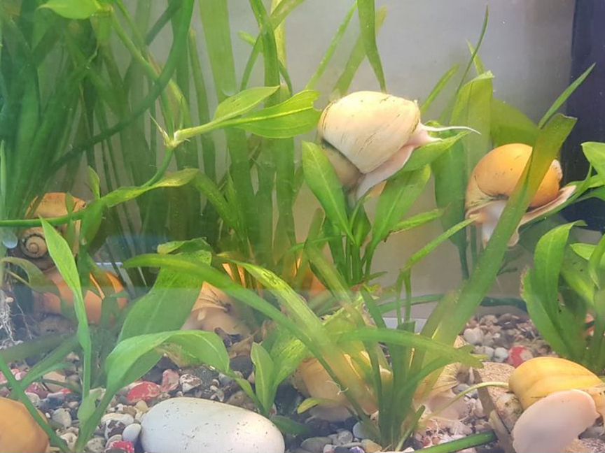 Аквариумные улитки ампулярии и растения